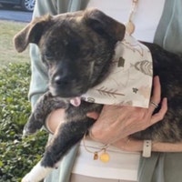 State of Michigan or Select Your State Pet Name Tag Medium 1 Max ...