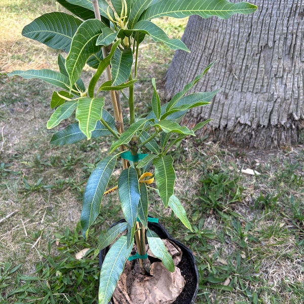Julie Dwarf (juliette) Mango Tree GRAFTED 2-4 Ft Tall.ship to All ...