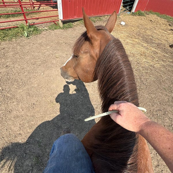 Lariat Liberty Horse Sliding Neck Ring Cordeo for Bridleless Riding ...