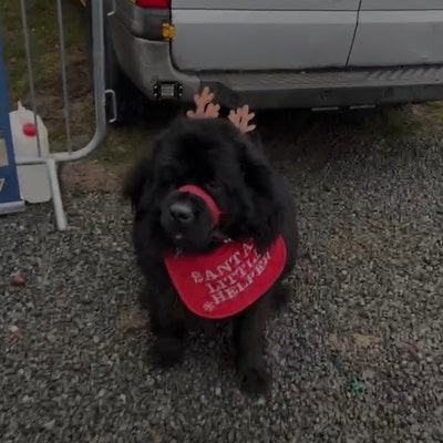 Big Dog Slobber Drool/slobber Bibs 2 Designs - Etsy