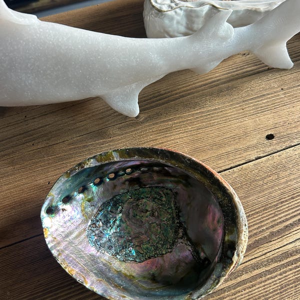 Abalone Shells: Choose Size 2 - 7" Mini & JUMBO Abalone Shells (holds ...