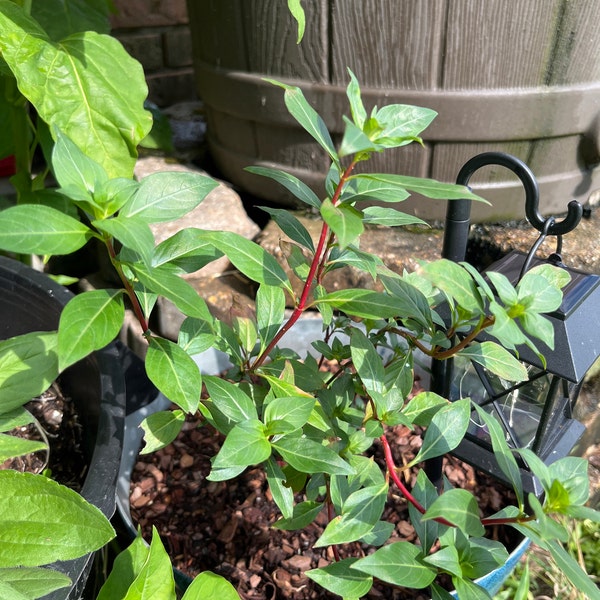 Florida Fire Spike, Cardinal Guard, Scarlet Flame Starter in 4 Inch Pot ...