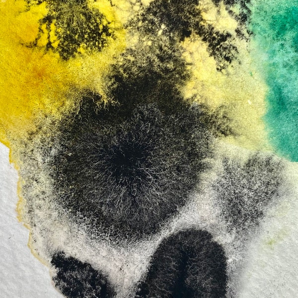 Newton- Handmade Watercolor Paint - Etsy