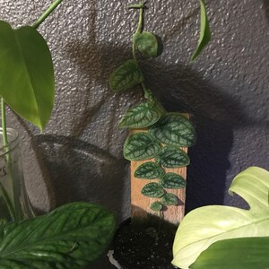 Monstera Dubia Shingling Plant Growing in 4 Pot Rare - Etsy