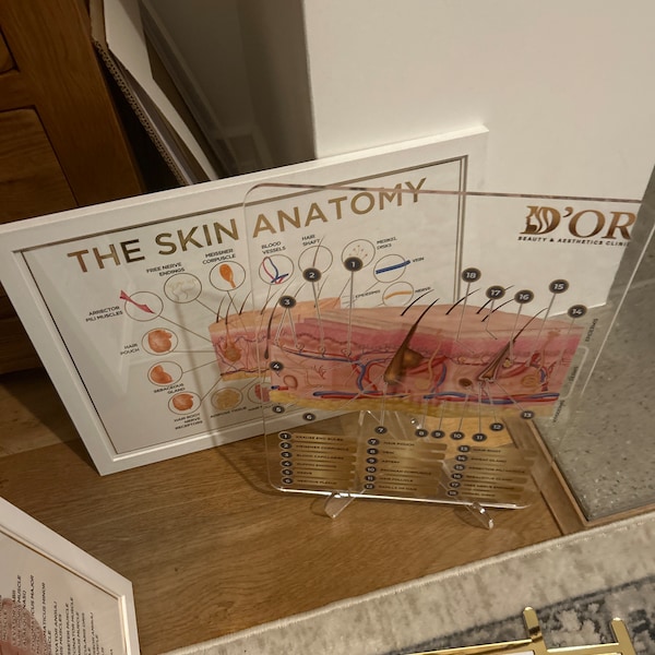 A3 Raised Foiled Skin Anatomy Poster - Etsy