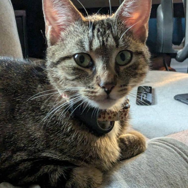 Seashell Dog Collar and optional Leash Set Girl Dog Collar With ...