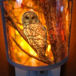 Canvas Owl Night Light, Owl Gift, Plug in Night Light, Barred Owl ...