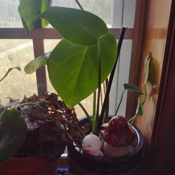 Rare Varigated String of Pearls | String of Hearts | String of Spades ...