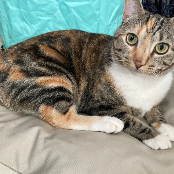 Nido Cat Bed Covers - Etsy