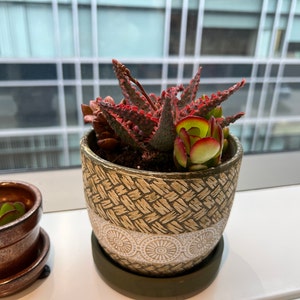 Live Succulent Arrangement in Two-tone Ceramic Bowl Succulent | Etsy