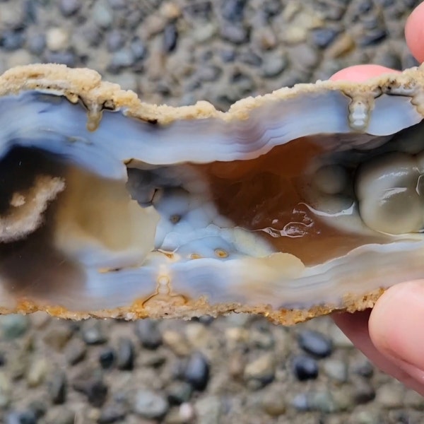 Fossil Agatized Coral Rare Color Geode Cut & Polished - Etsy