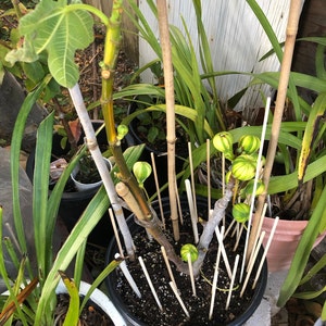 RARE Governor's Plum flavourtia Indica Live Fruit Tree Native to Africa ...