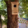 Dove Nesting Box, Large Nesting Box, Dove House - Etsy