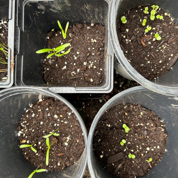 50 Dara Daucus Flower Seeds / Daucus Carota /false Queen Anne's Lace ...