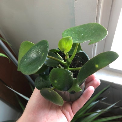Peperomia Polybotrya Peperomia Raindrop Live Plant Rare - Etsy