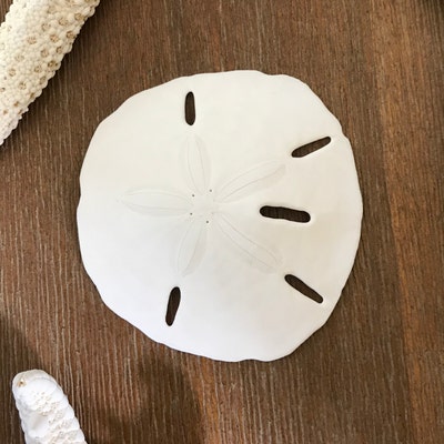 1 to 10 Pieces Real Sand Dollars Sanddollars 2 3/8 to 3 or 2 1/2 to 4 ...