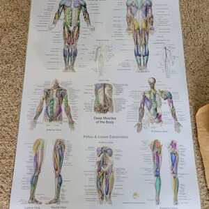 The Human Muscular System Anatomy Poster 18 X 24 - Etsy