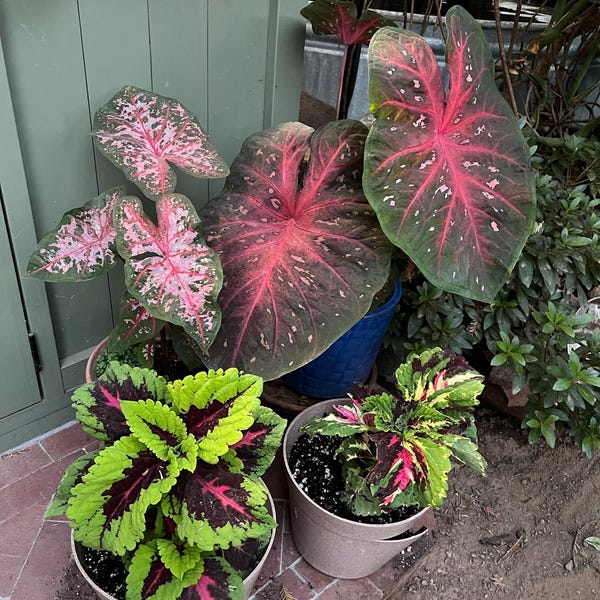 Caladium 'blushing Bride' Size#2(2 Bulbs) **new Crop 2025 **in Stock ...
