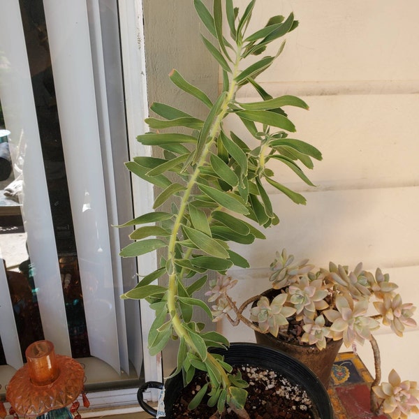 ONE Leucospermum Tango Pincushion 5gal Potted Plant Protea South Africa ...