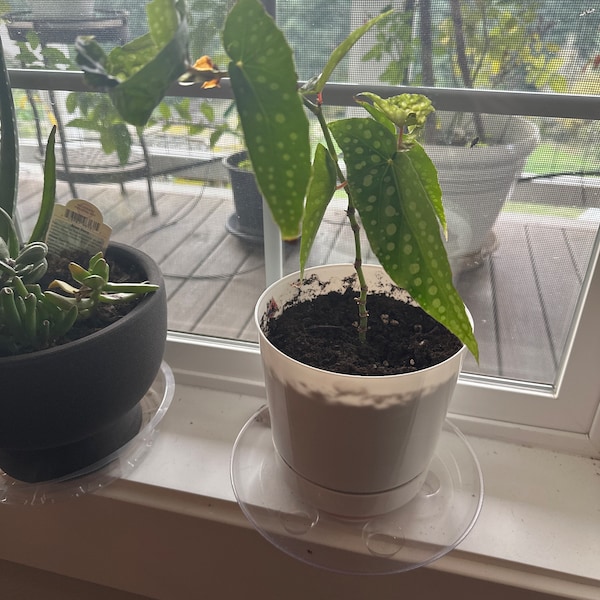 Live Angel Wing Begonia "my Special Angel" Starter House Plant - USA ...