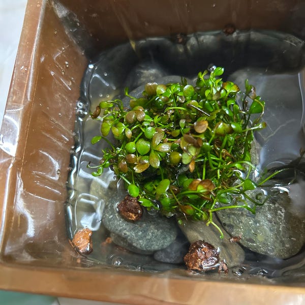 Desert Senna, Coues Senna, Rattleweed, Rattlebox, Dais, or Cove Senna ...