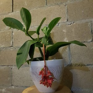 Monstera Plant Actual Photo - Etsy