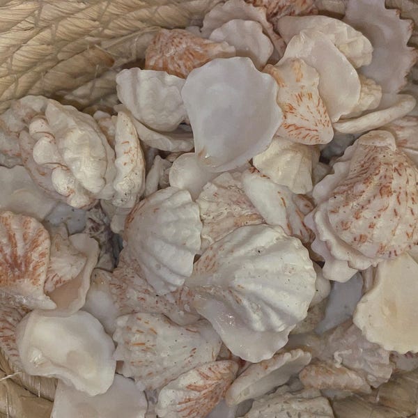 50 Sanibel Cats Paw Seashells, Coastal Decor - Etsy