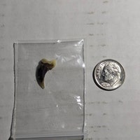 Ancient Fossilized Corax Shark Dinosaur Teeth Shark Teeth Fossil ...