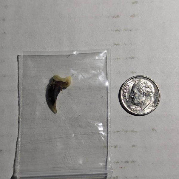 Ancient Fossilized Corax Shark Dinosaur Teeth - Shark Teeth Fossil ...