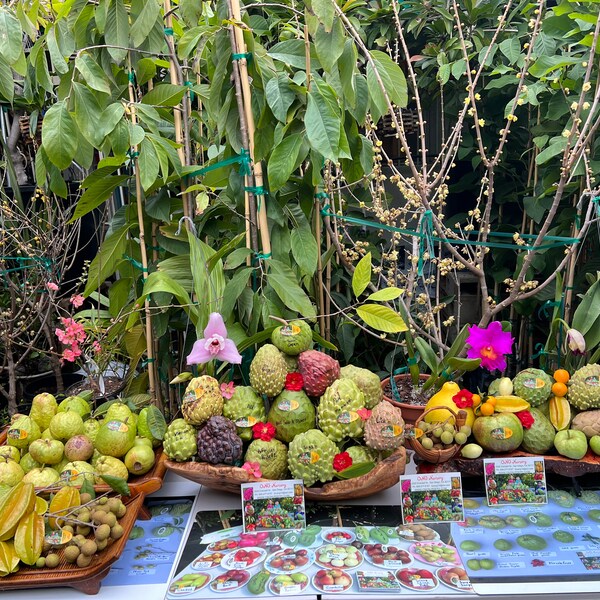 Free Standing Wooden Rustic Olive Tree Table Lamp - Etsy