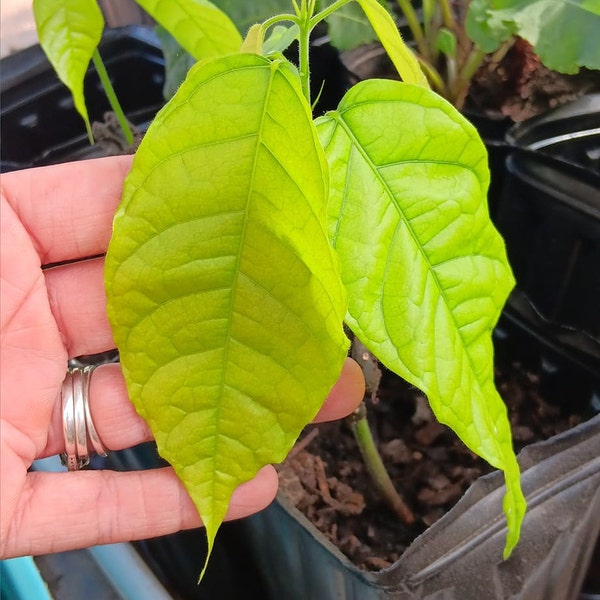 5 Bele Abelmoschus Manihot Edible Hibiscus Tonga Spinach Cuttings From ...