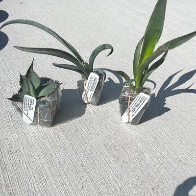 OP027: Opuntia Debreczeyi 'alberta Sunset' spineless Cat's Paw Cactus ...