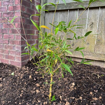 Phyllostachys Bissetti/david Bisset Bamboo-very Cold Hardy Down to 15 ...
