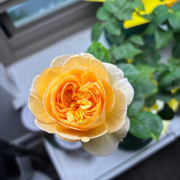 Rare New Rose. Red Juicy Terrazza. 红果汁，flower Machine. Continue ...