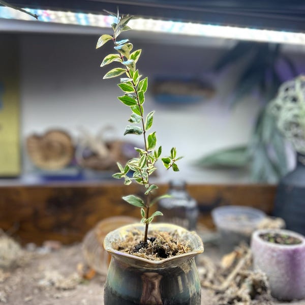 Mini Foxtail Asparagus Meyer Fern Foxtail Fern Starter Plant Asparagus ...