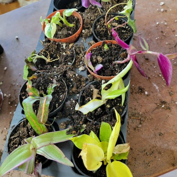 Prayer Plants Four Colors to Choose From - Etsy Canada