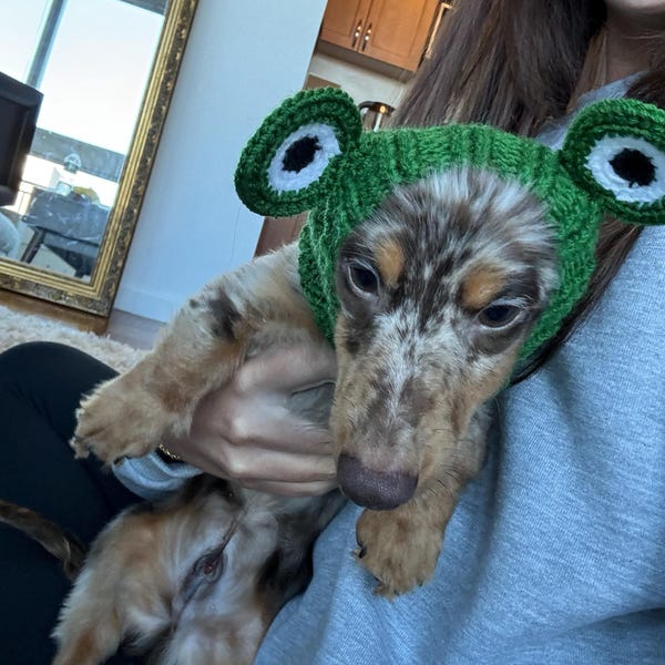 Pet Frog Costume - Halloween Costume Frog Sweater and Hat - Dachshund ...