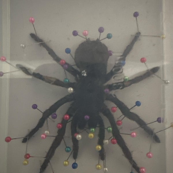 Spider. Cyclocosmia Ricketti. Real Specimen. Insect Specimen. Real ...