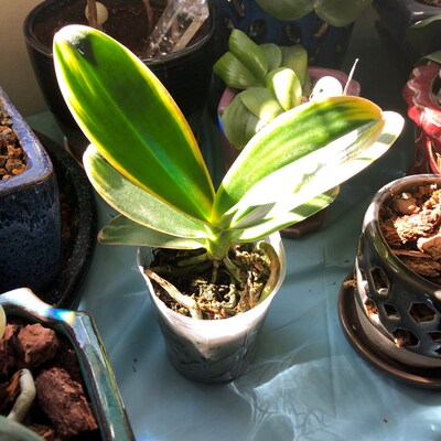 Phal. Sogo Vivien 'SOGO F858' variegata & Peloric - Etsy