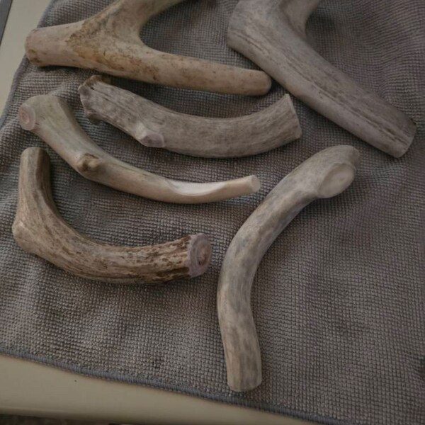 NEW Natural Shed Real Deer Antler Knobs / Pulls Cabinet Dresser Hardware (1 EA) **oregon Antler ...