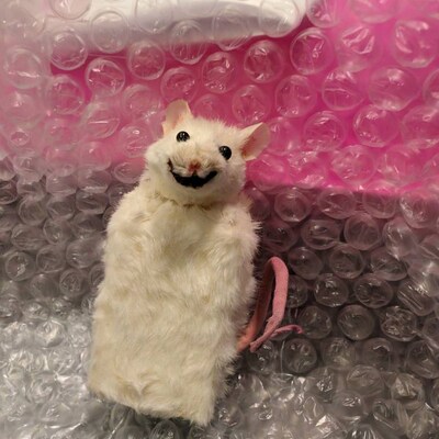 Taxidermy Mouse Head Mount Trophy Tiny Mouse or Rat Magnetic Victorian ...