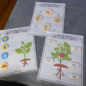 Parts of Plant, Plant Life Cycle, Plant Activity, Nature Study ...