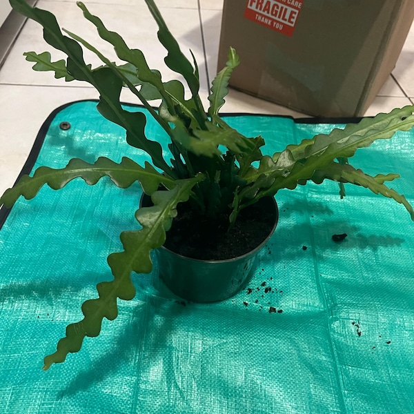 Scindapsus Neon Queen in 5" Pot - Etsy