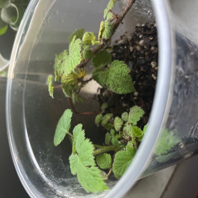 Broadleaf Plantain plantago Major Seeds, Organically Grown - Etsy