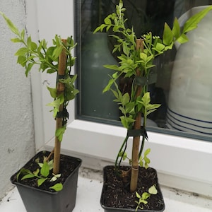 Happy Retirement Rose Bush Gift Wrapped Help A Colleague or Friend ...