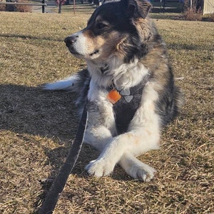 Frosted Dog Tag, Personalized Dog Tag, Dog Id Tag, Cat Name Tag, Pet ...