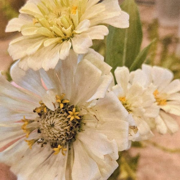 Giant White Zinnia Seeds: Benarys Cut Flower, Pollinator Friendly - Etsy