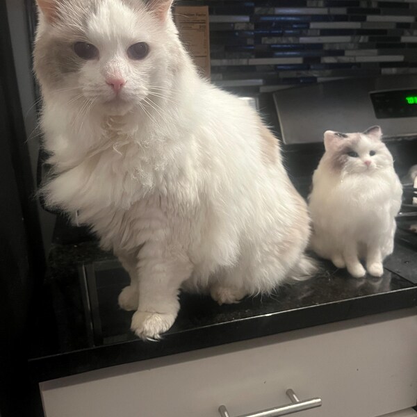 Cat Loss Memorial, Custom Stuffed Pet of Your Dog Cat, Handmade Pet ...