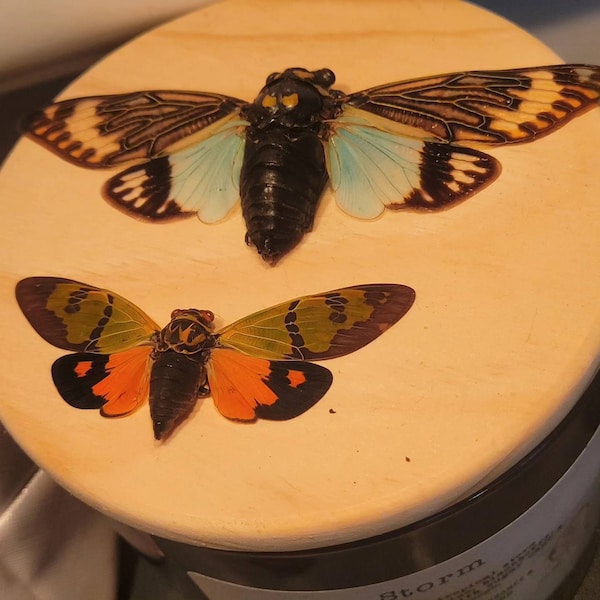 Real Vampire Butterfly Atrophaneura Semperi for Collection Insect ...