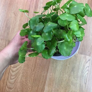 Hydrocotyle Vulgaris Copper Coin Plant, Chinese Coin Plant Marsh ...